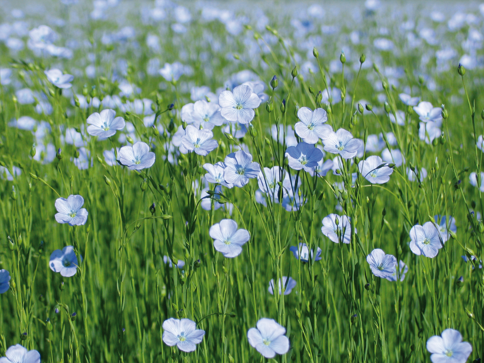 Parcours d'interprétation sur le lin à Le bourg-dun